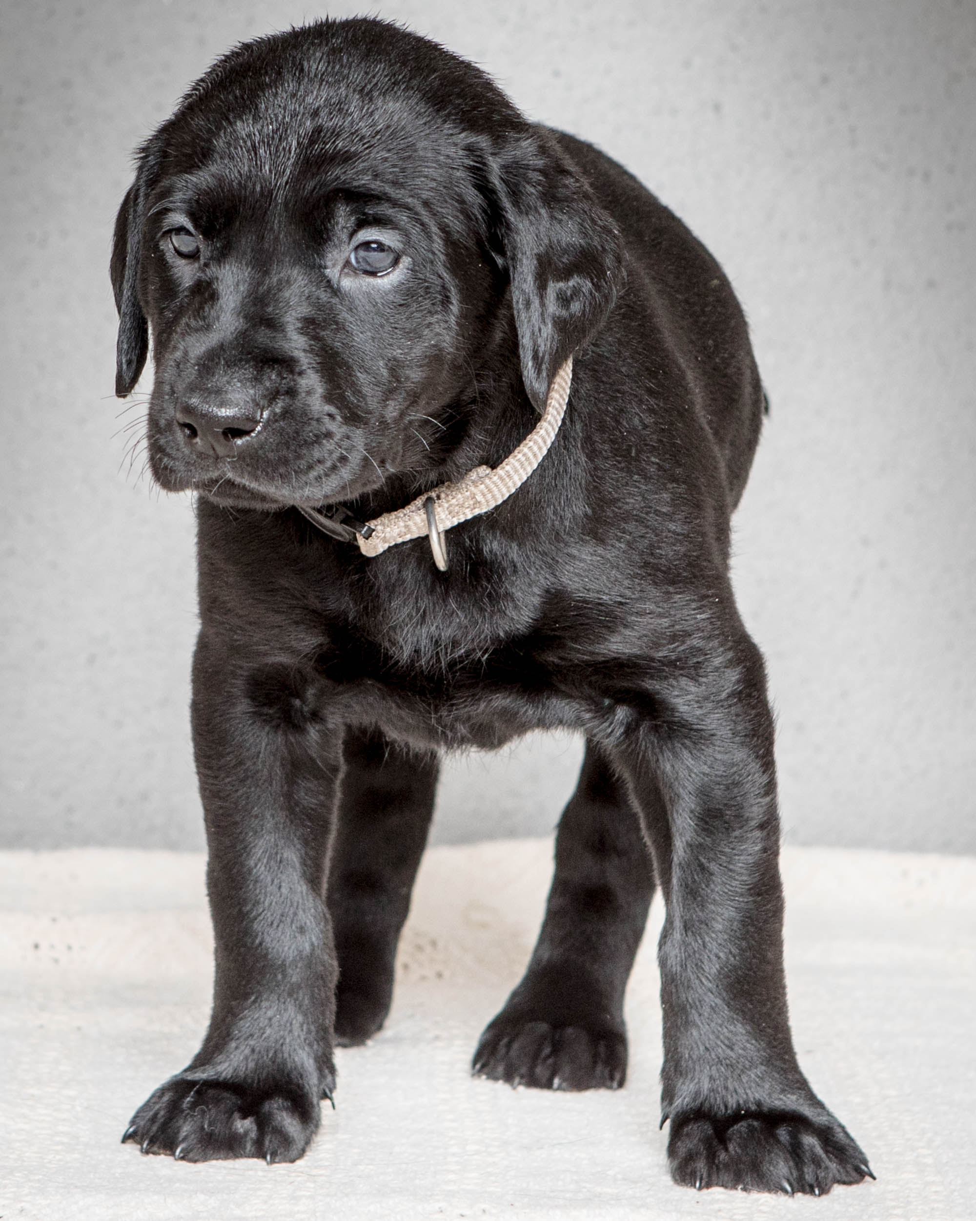 Bella's FIFA Team- Black Labrador and her 12 puppies