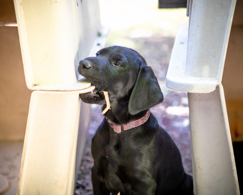 Bella's FIFA Team- Black Labrador and her 12 puppies