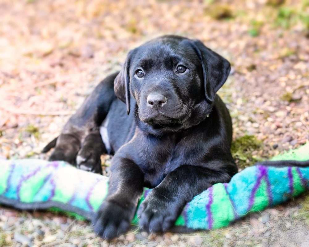 Bella's FIFA Team- Black Labrador and her 12 puppies