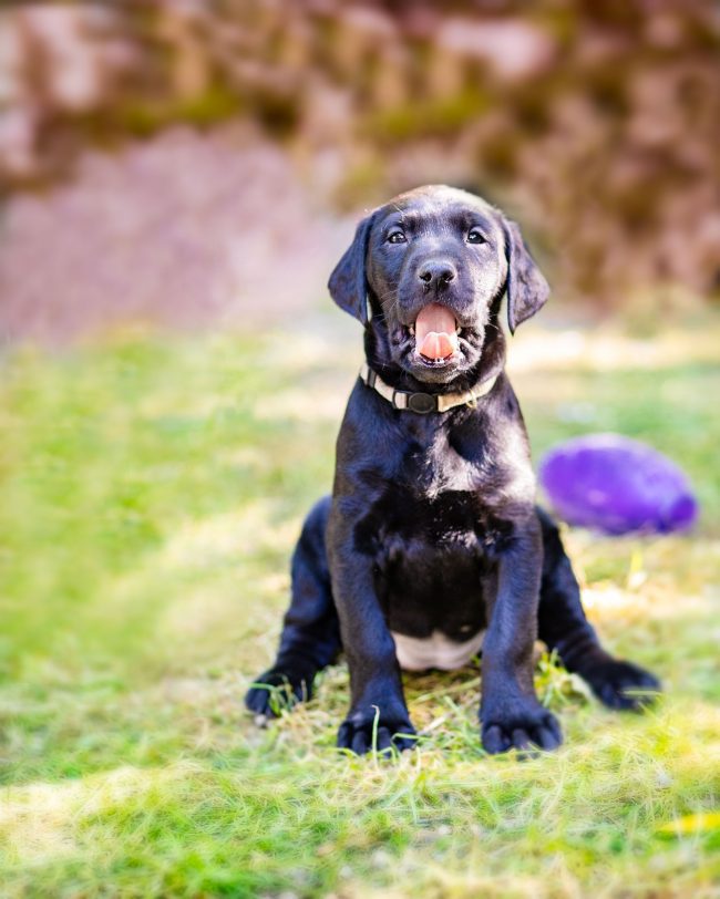 Bella's FIFA Team- Black Labrador and her 12 puppies